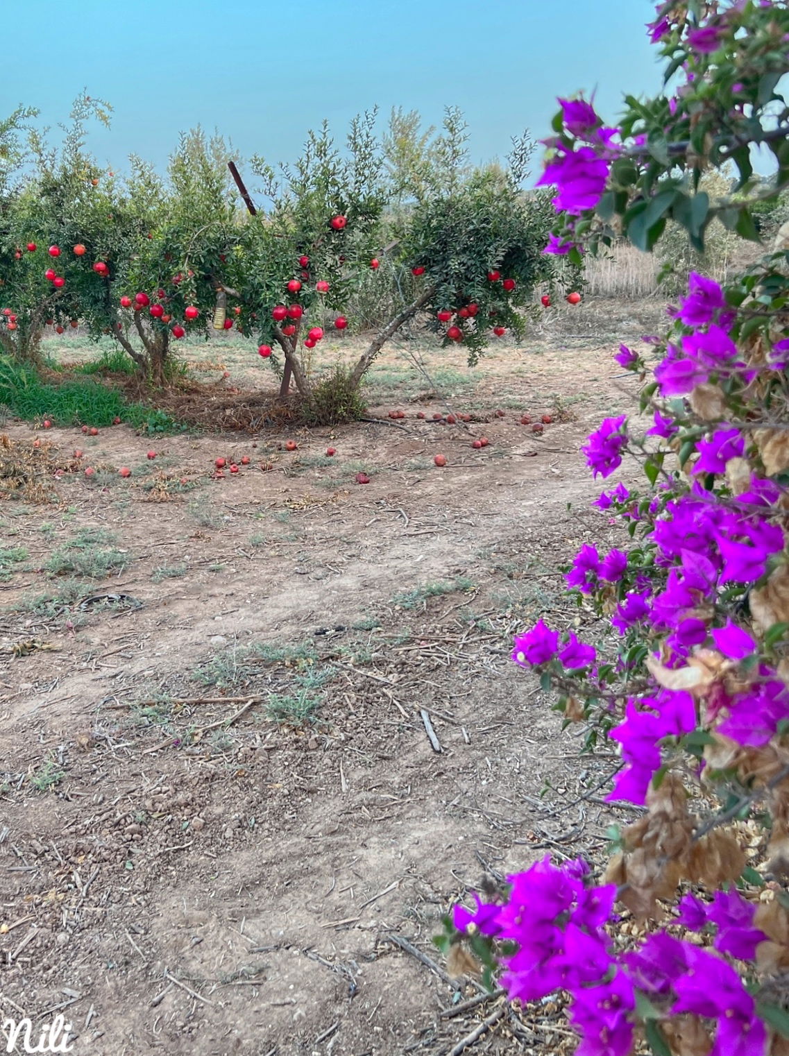 Landscapes of the Holy Land Photos - Nili Israel Photos