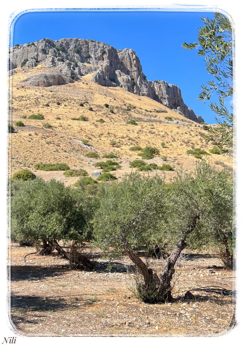 Israel Views and Landscape Photos - Nili Israel Photos