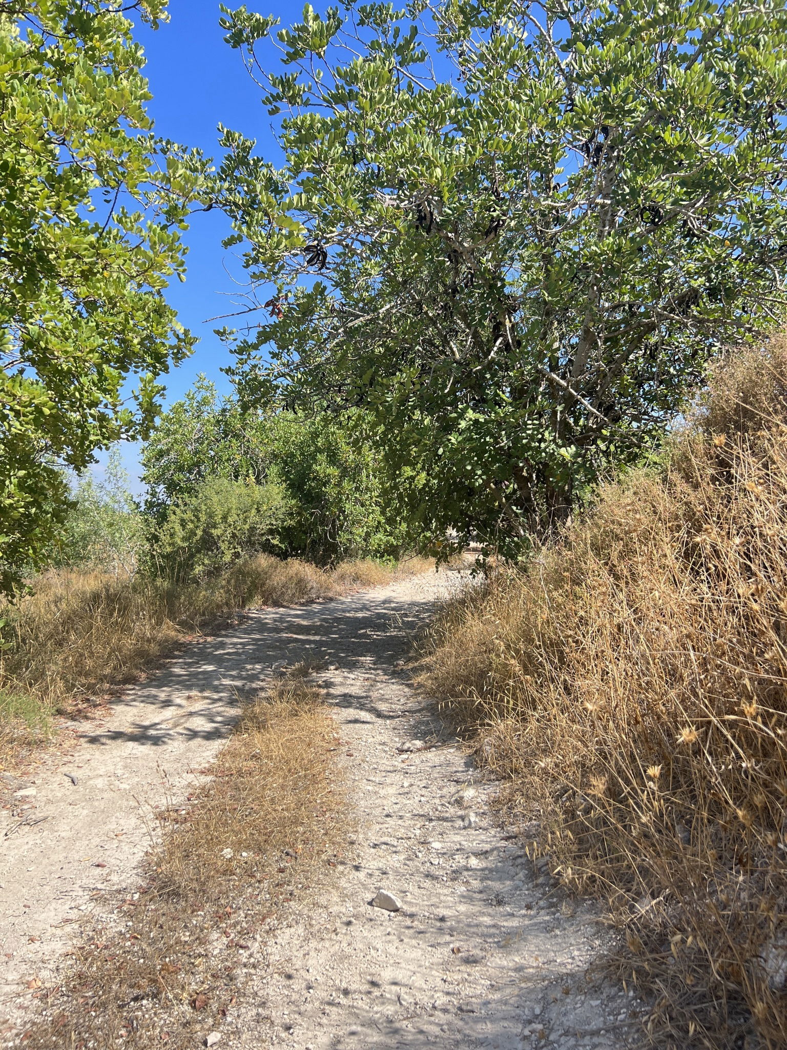 Eye-leading lines- guide the viewer's eye - Nili Israel Photos