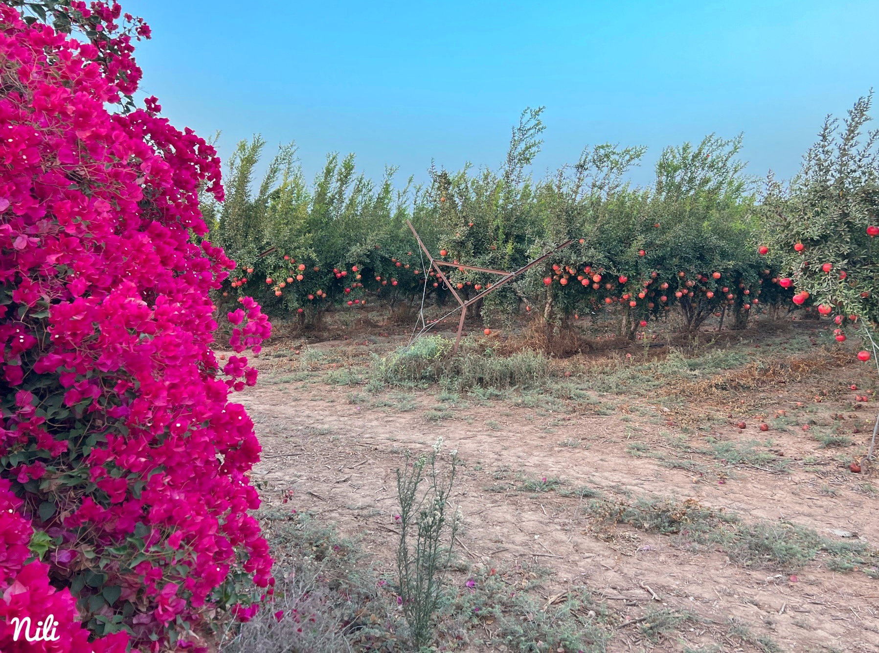 Natural framing in landscape photography - Nili Israel Photos