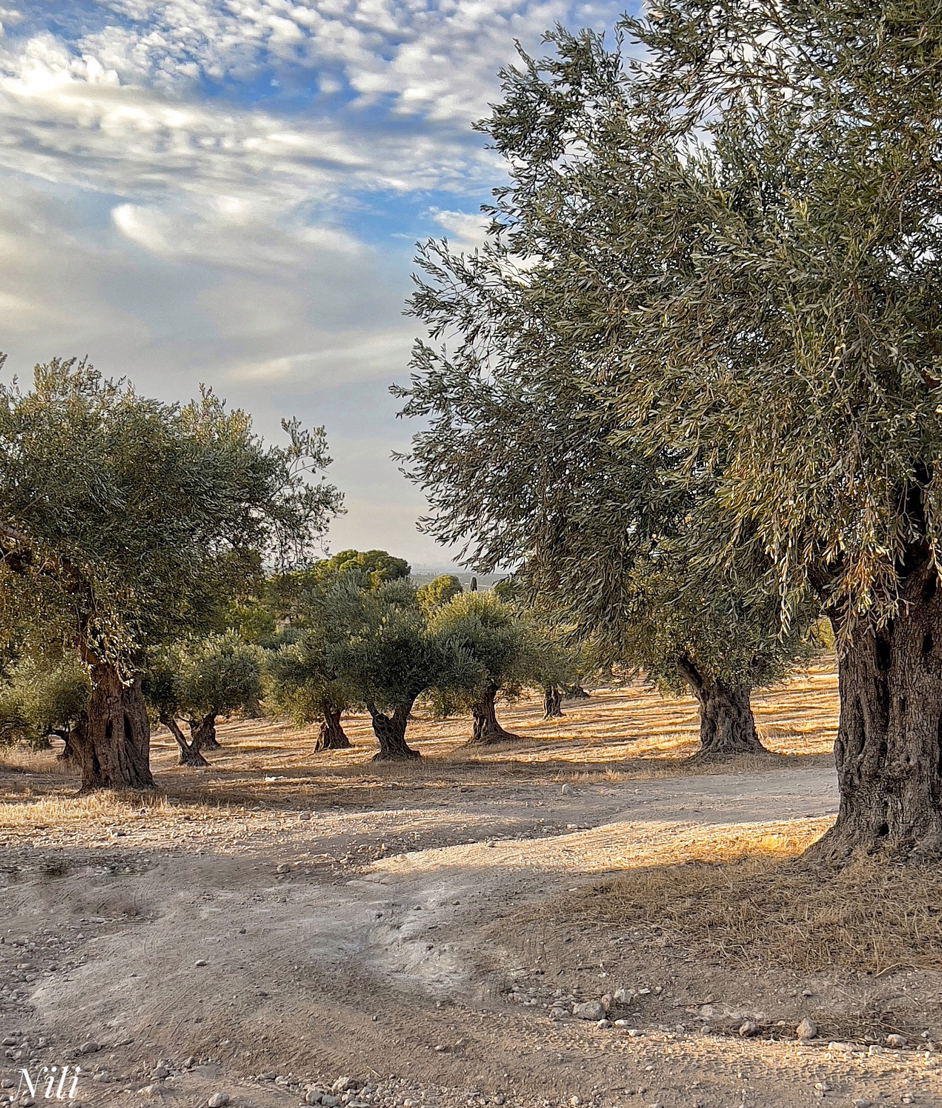 Beautiful Israel photos - Nili Israel Photos