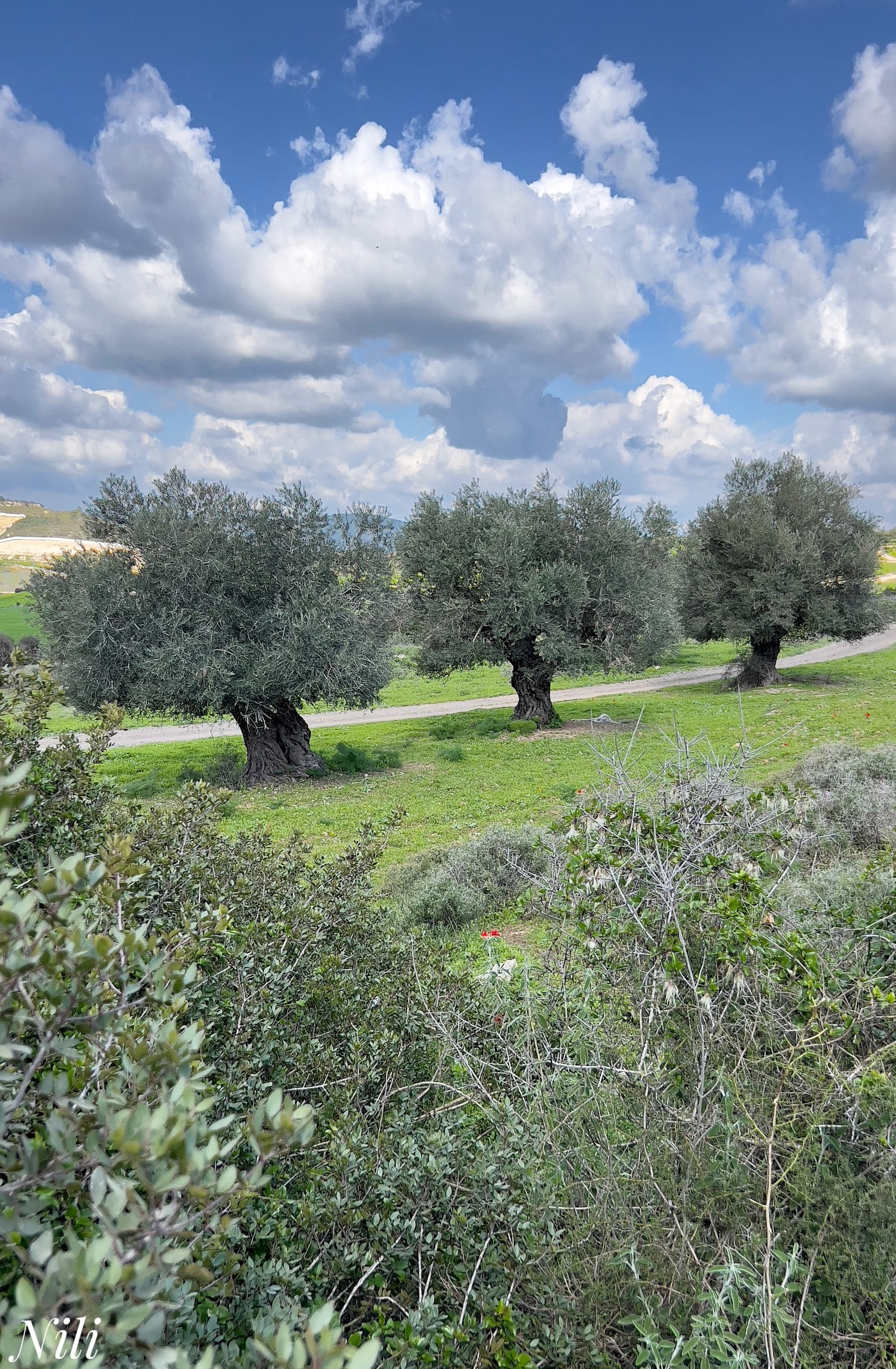 Gallery - Nili Israel Photos