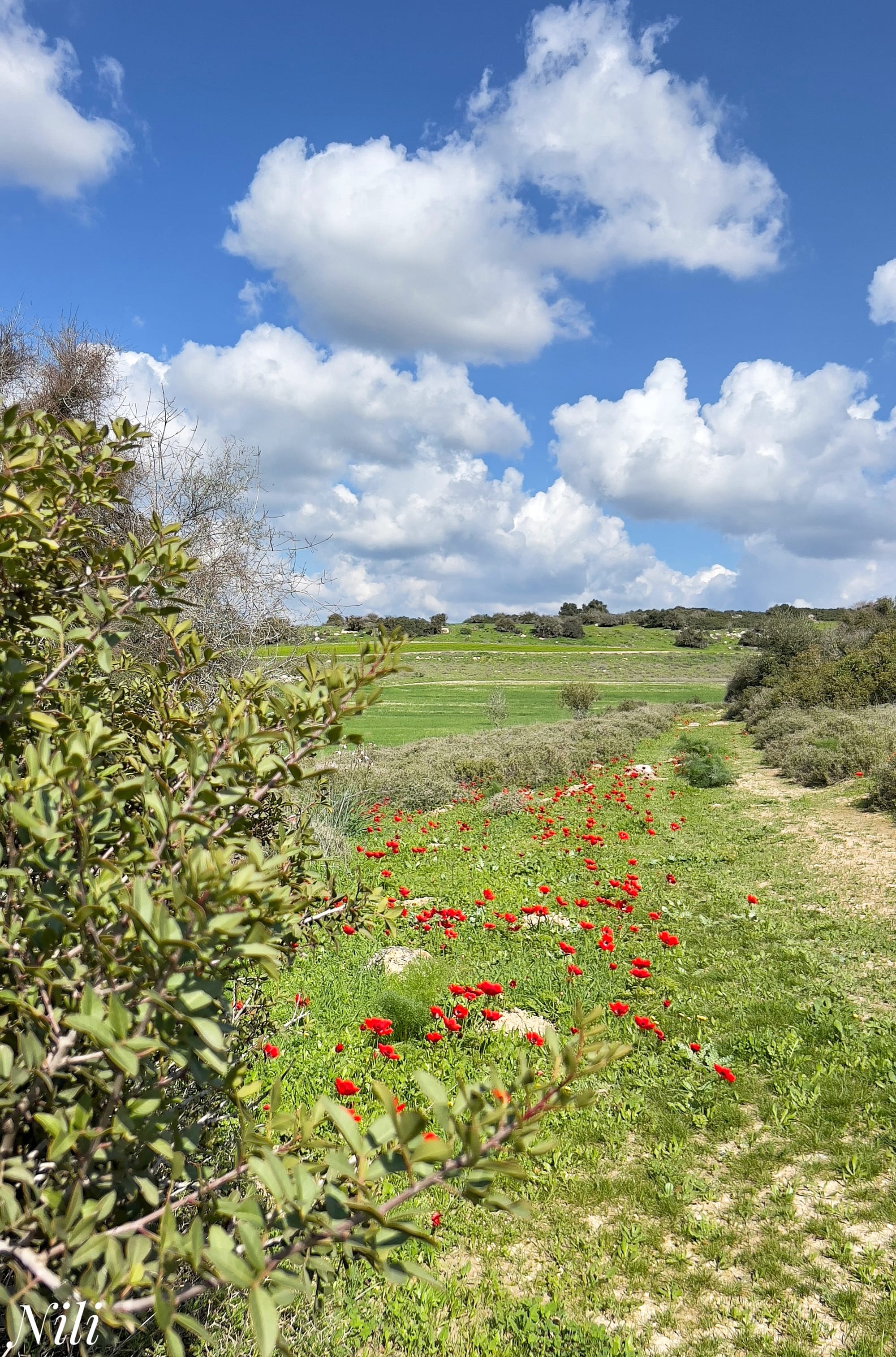 Gallery - Nili Israel Photos