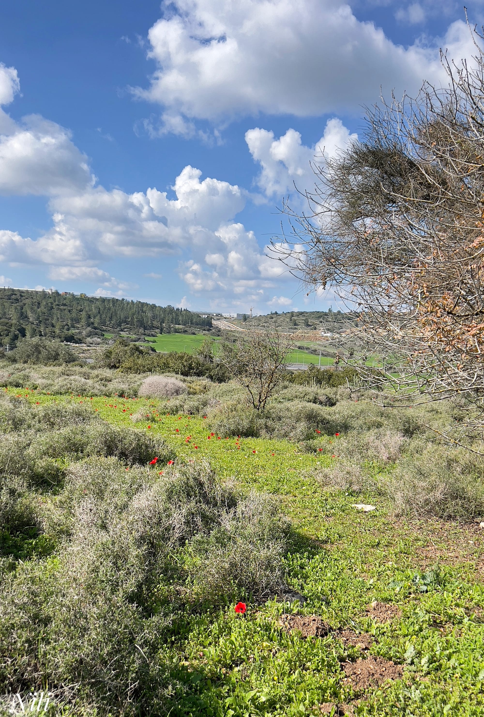 Gallery - Nili Israel Photos