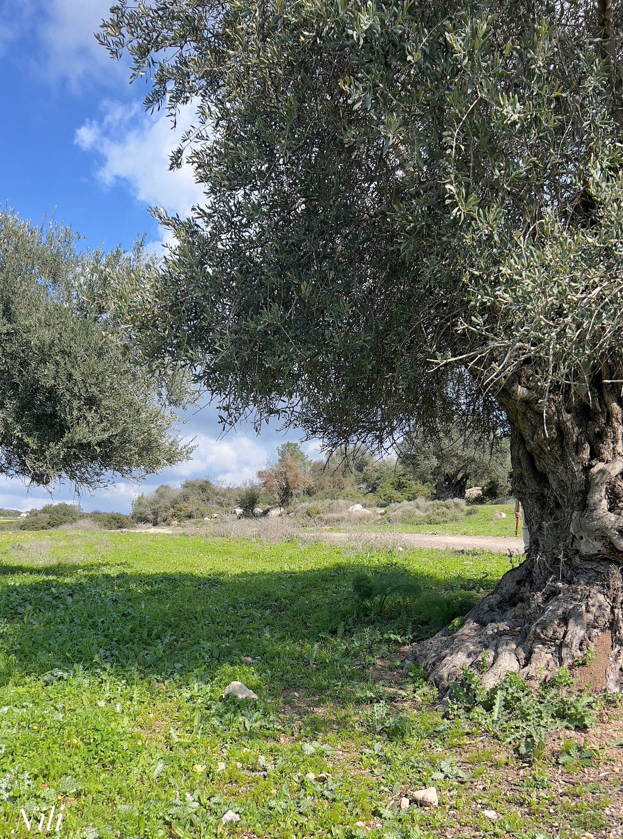 Gallery - Nili Israel Photos