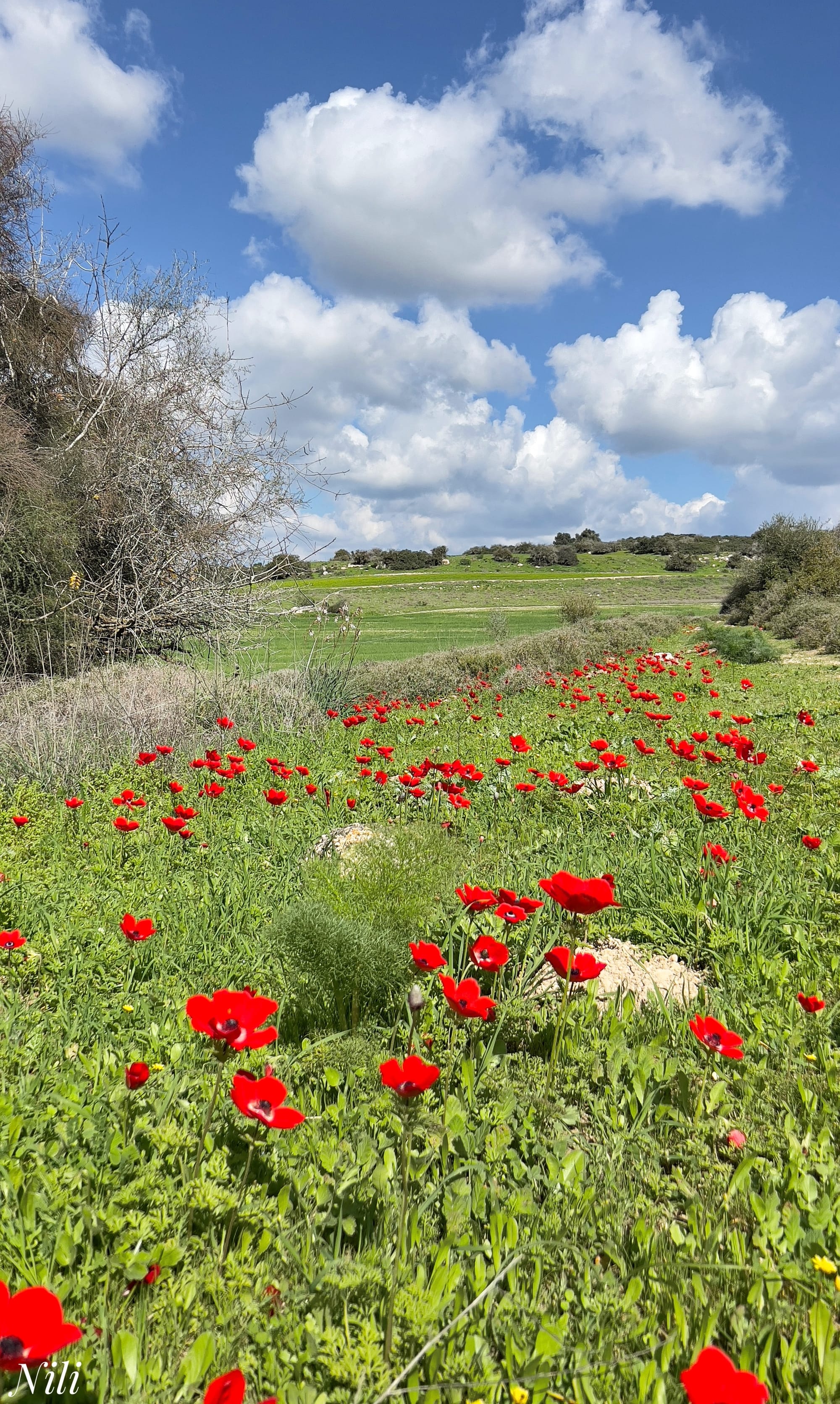 Gallery - Nili Israel Photos