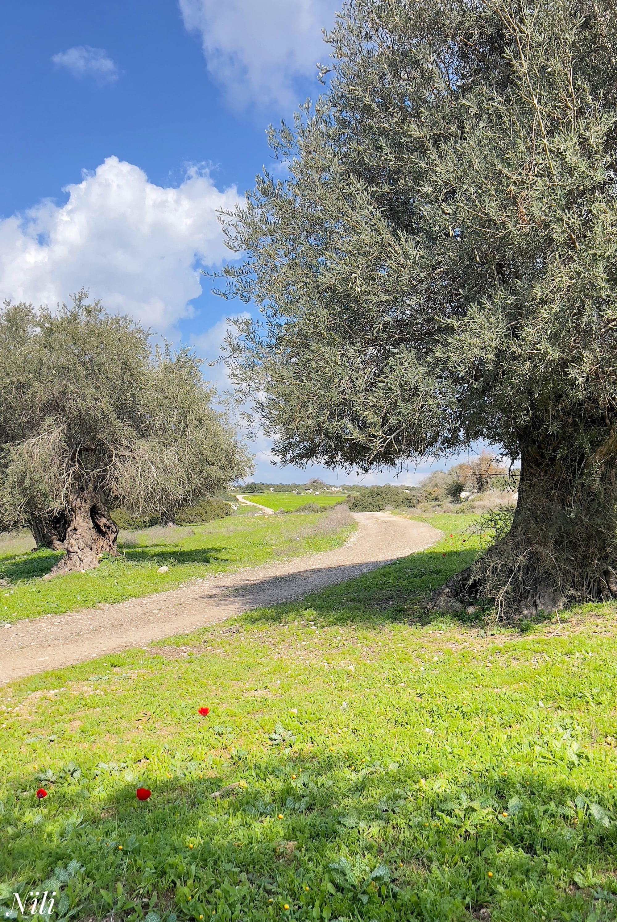 Gallery - Nili Israel Photos