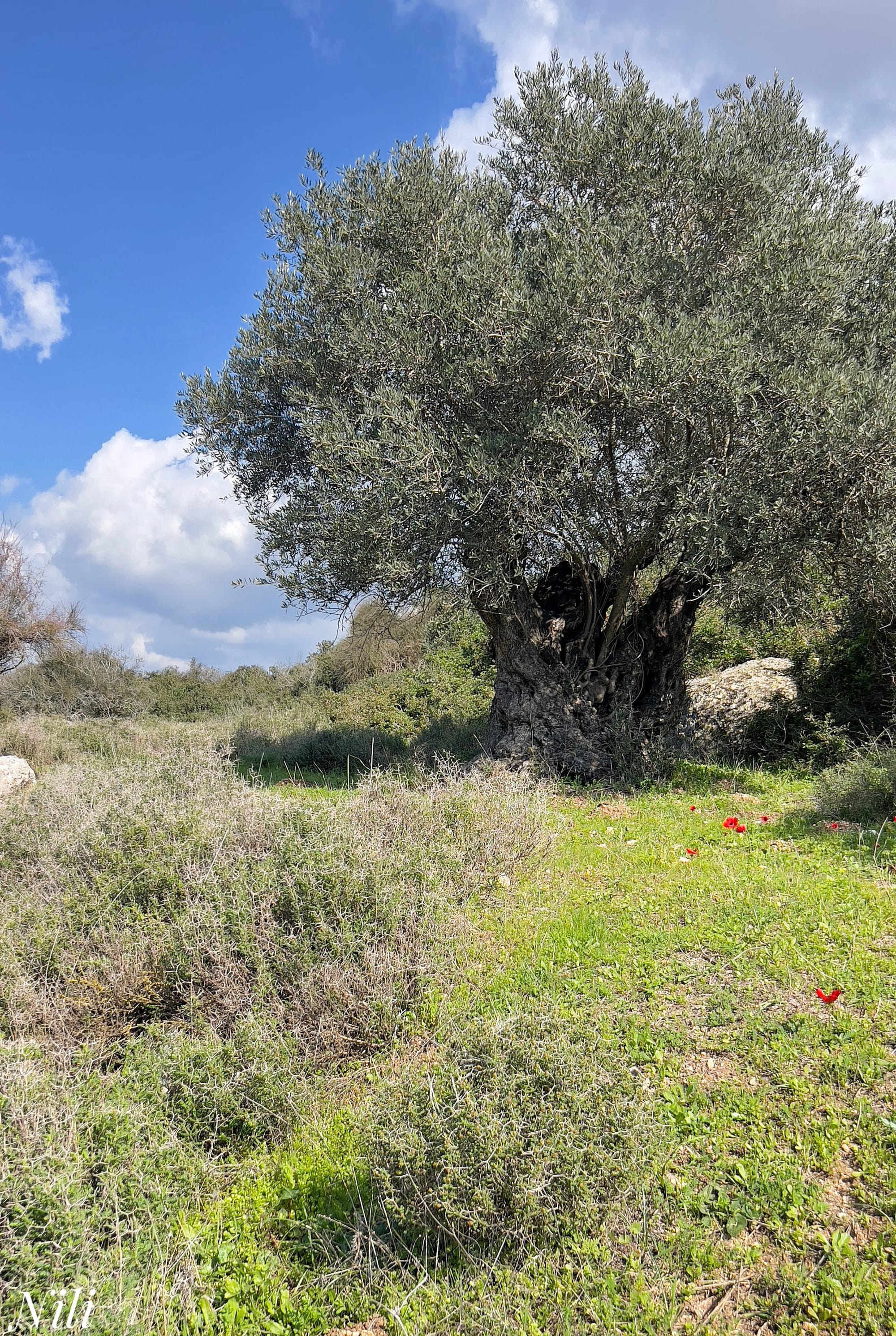 Gallery - Nili Israel Photos