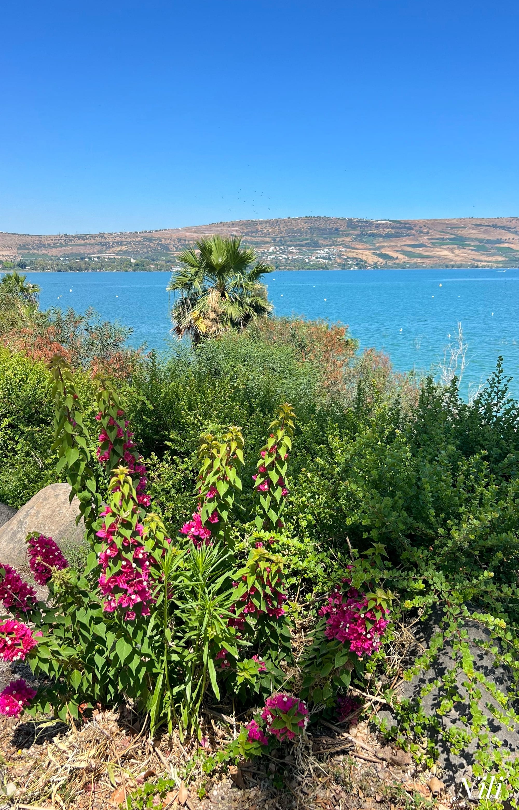 Beautiful Israel June 2024 - Nili Israel Photos