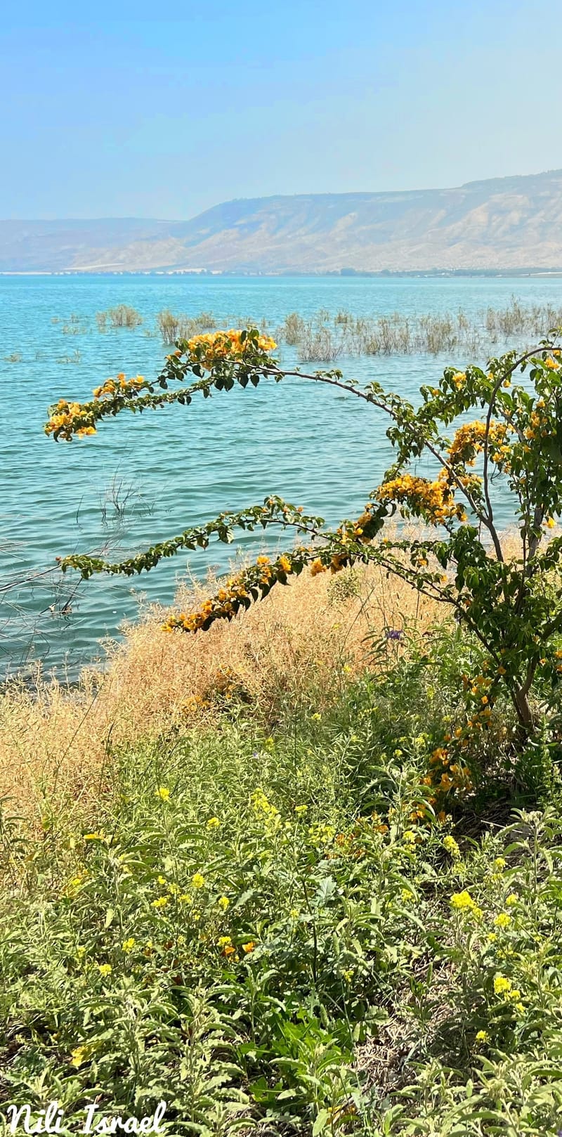 Lake Kinneret - Nili Israel Photos