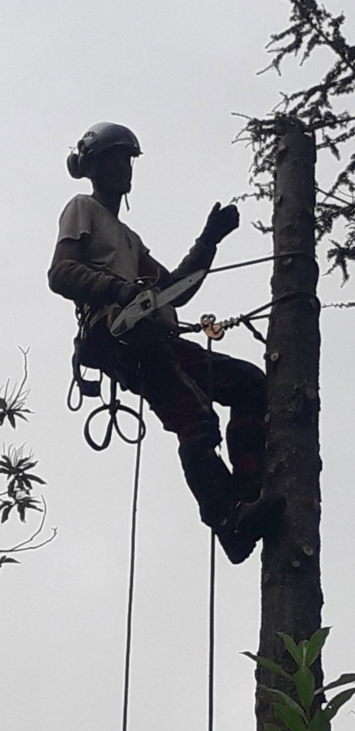 Chamussy Elagage - Arboriste Grimpeur Elagueur