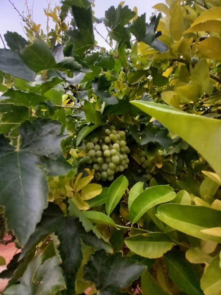 Nelson Guesthouse Aggeneys - Aggeneys Accommodation