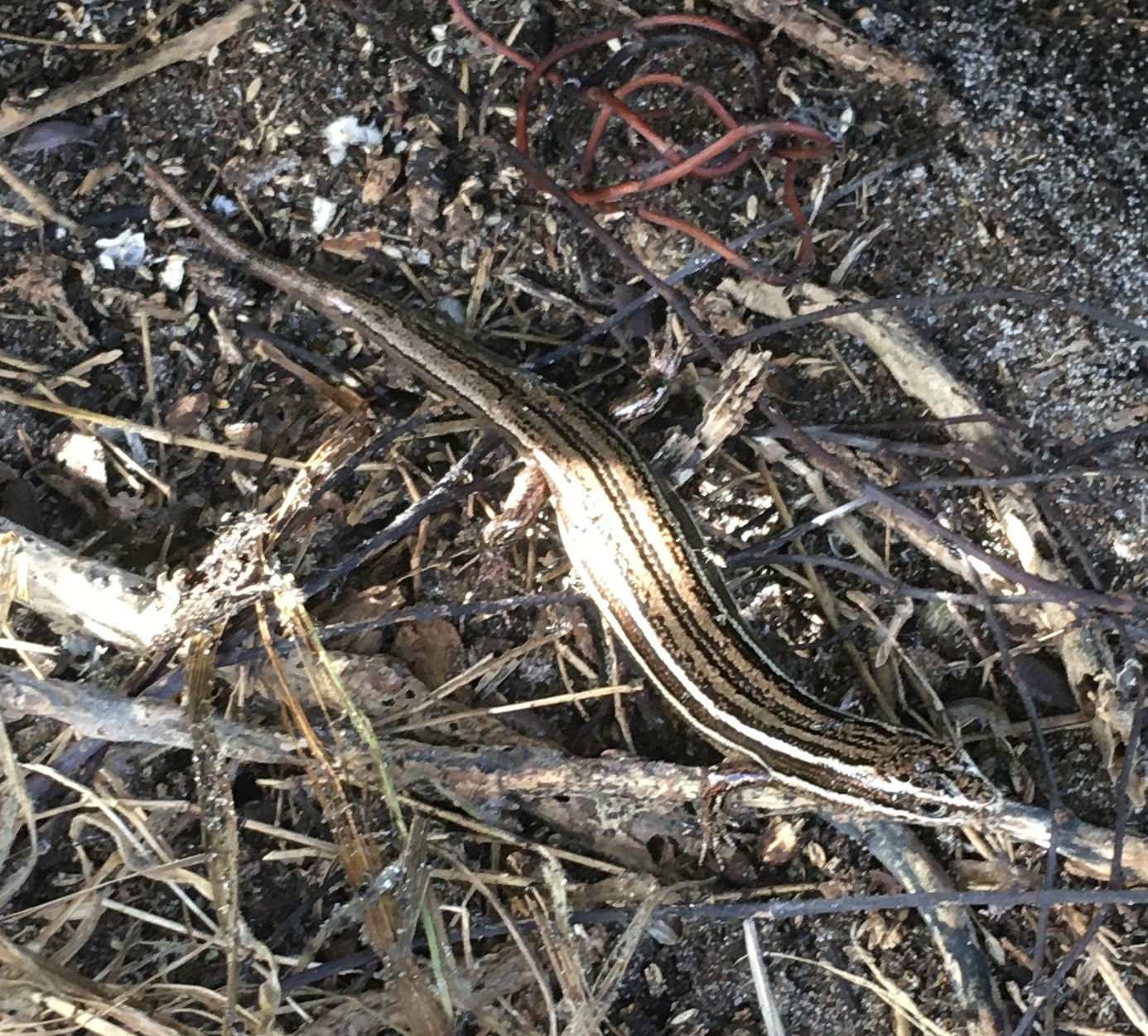 Oruawharo Medlands Ecovision