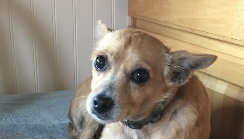 Land of Misfits Dog Rescue