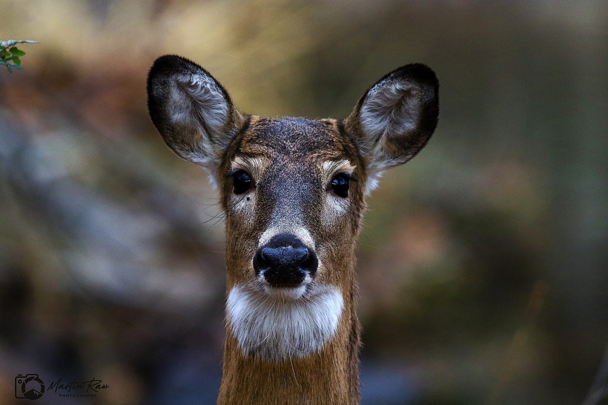 White Tail Deer - martinrawphotography