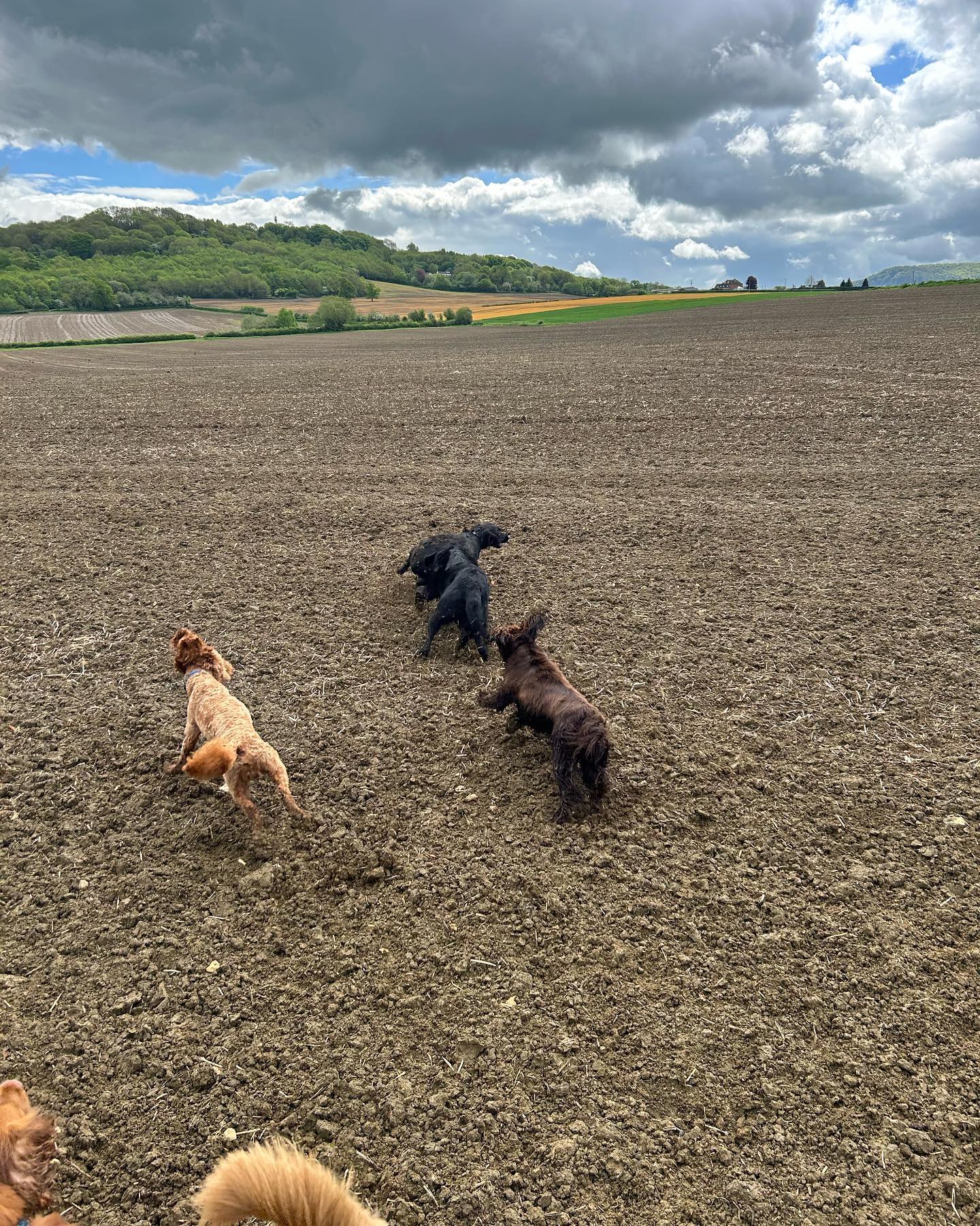 Sarah’s Adventure Paws - Sarah's Adventure Paws