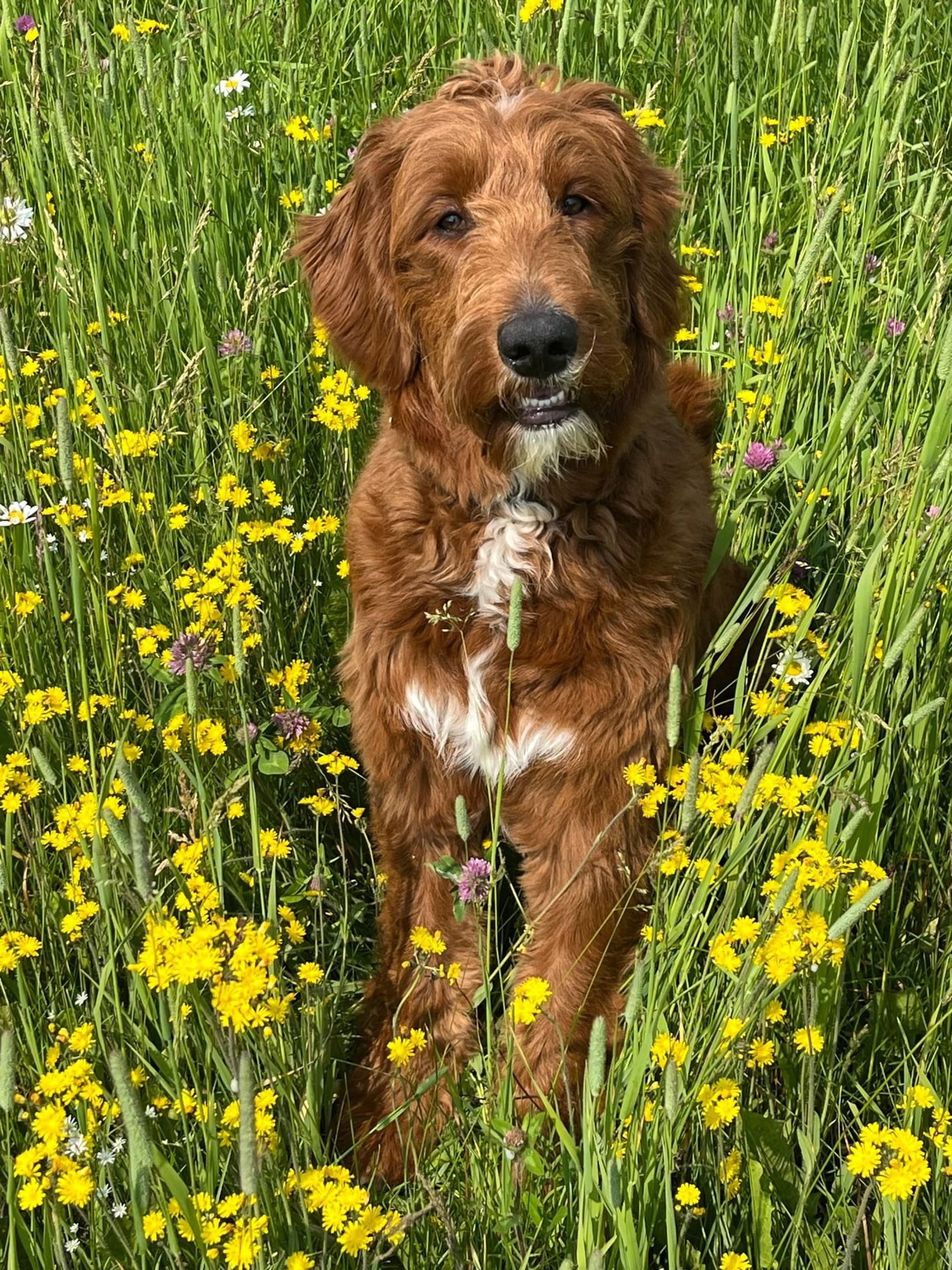 THE GOLDEN BASKET - The Golden Basket