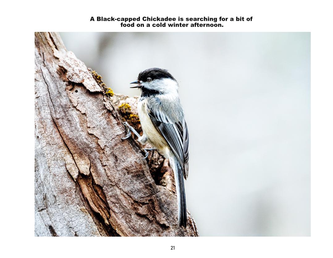 Bob Fleck Photography