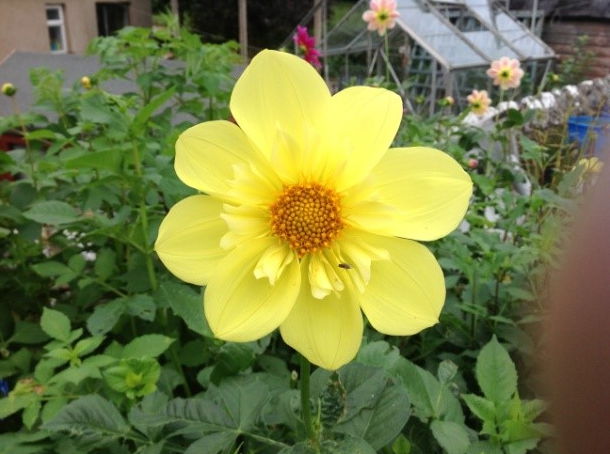 Susan Gilbert - Tulchan Dahlias