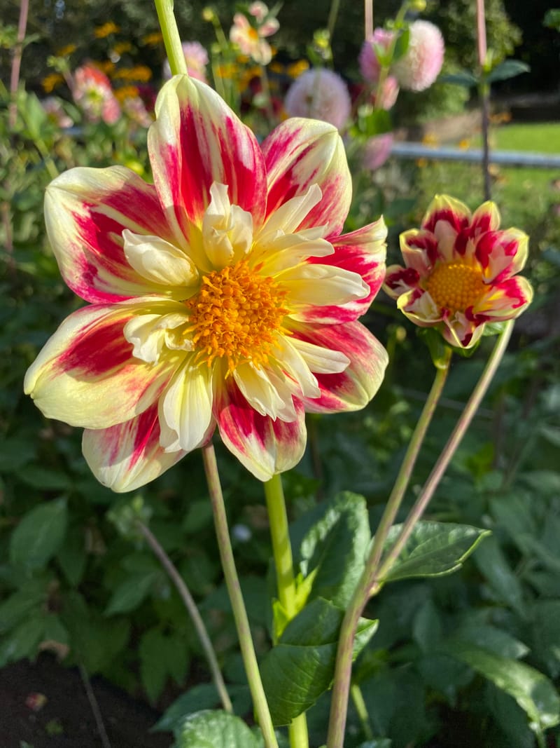 Susan Gilbert - Tulchan Dahlias