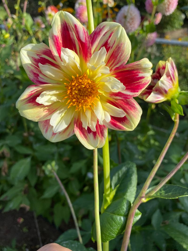 Susan Gilbert - Tulchan Dahlias