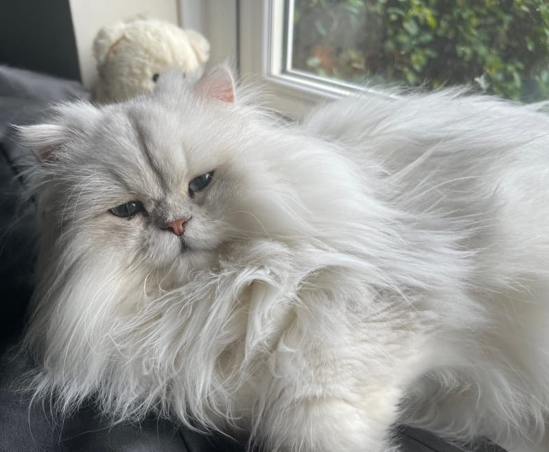 Alexandretta - Aleksandretta