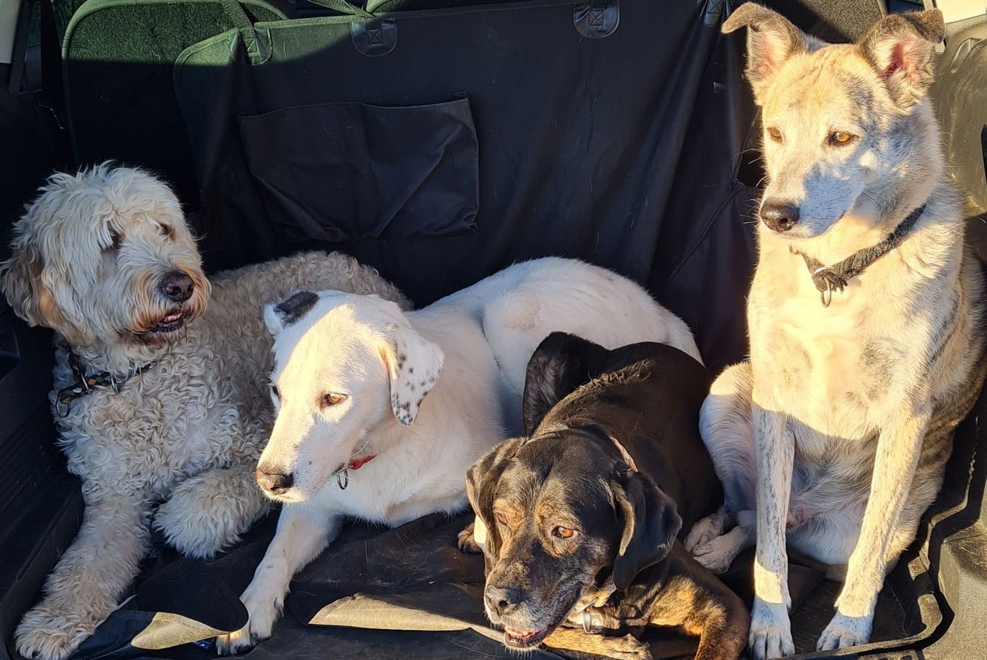 GALERIE - Hundeschule Thomas