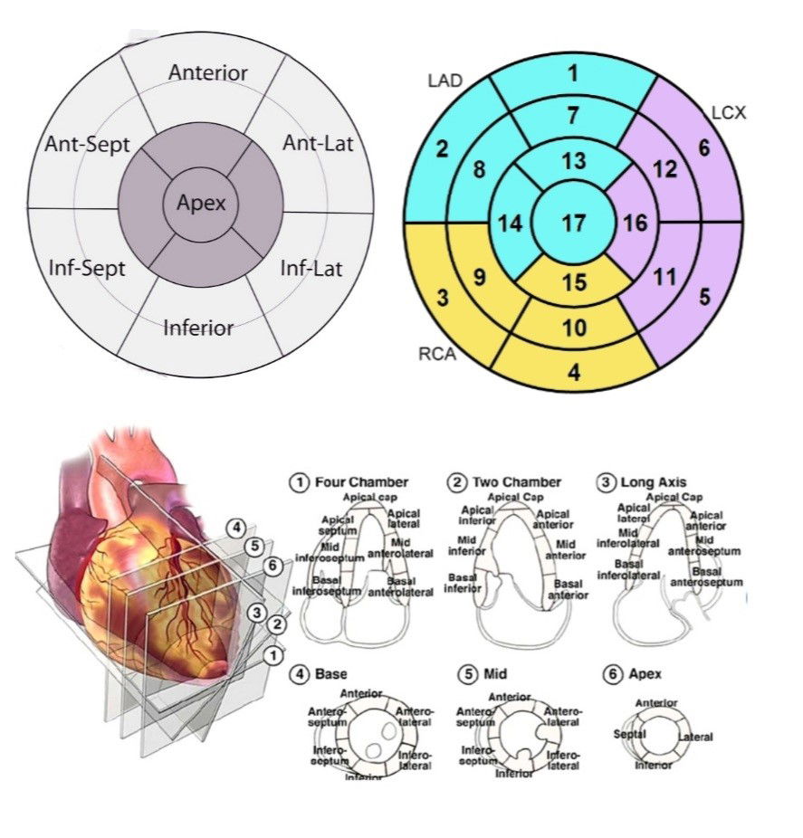 CEST® - CEST: Professional Simulation Training