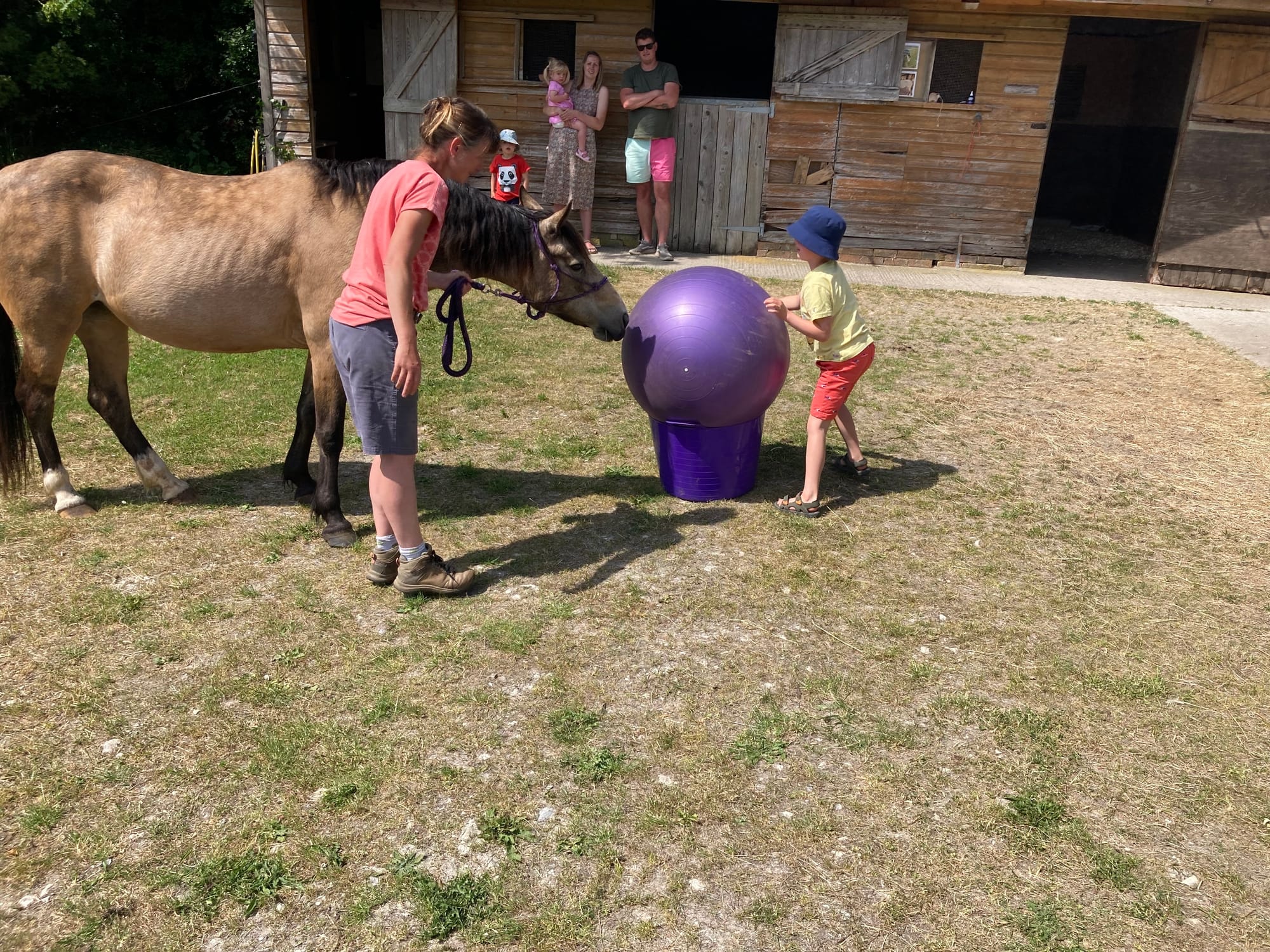 Equine Facilitated Learning and Practitioner Training
