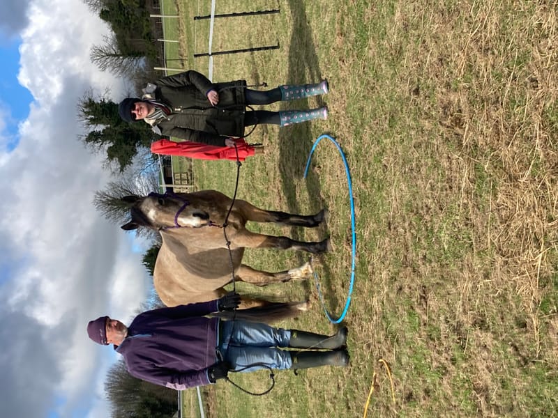 Equine Facilitated Learning and Practitioner Training