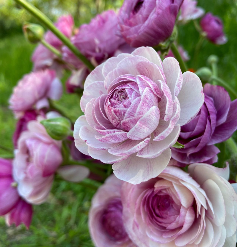 Amandine Purple Jean ranunculus - 100 corms - Monarch Gardens