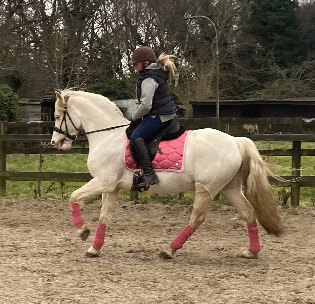 Livery Yard, Riding School, Equestrian Centre, North London