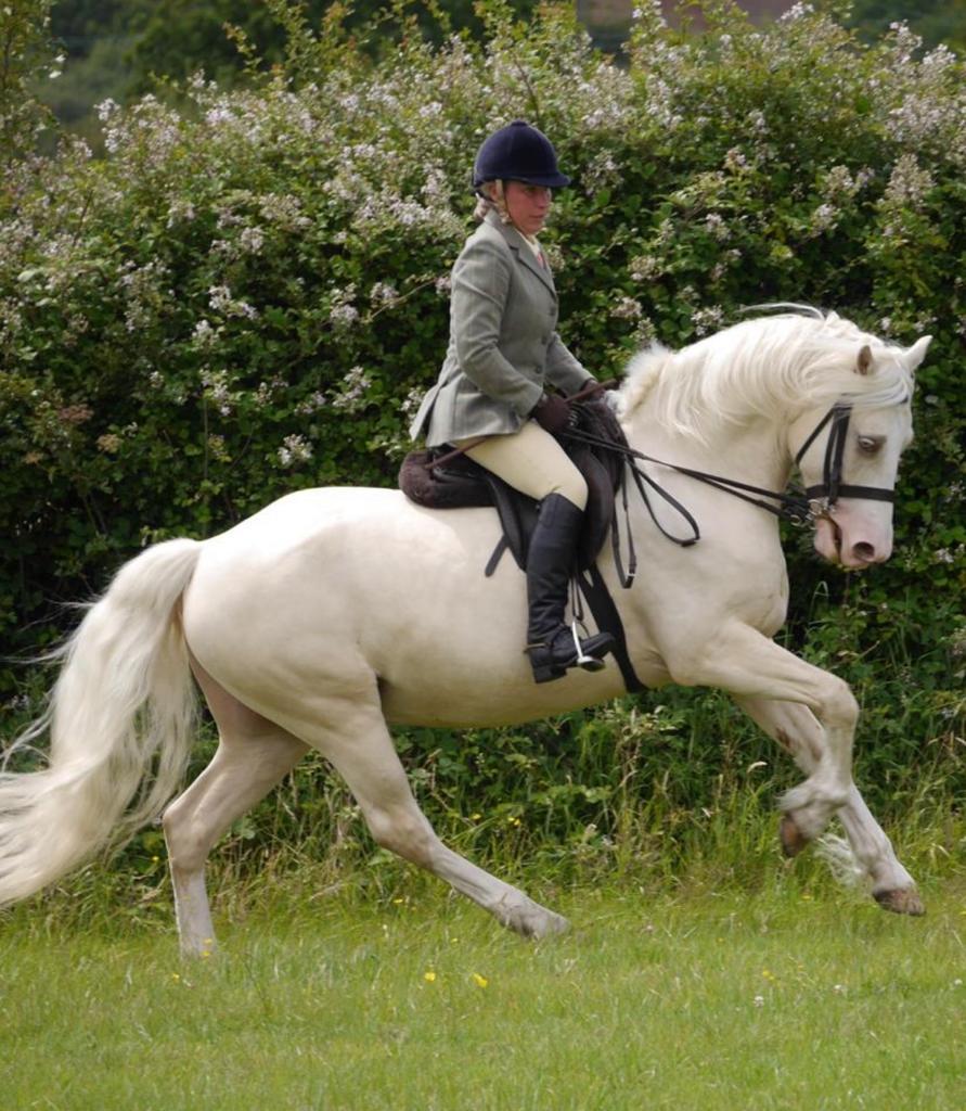 Gallery - Mandi Pritchard Equestrian