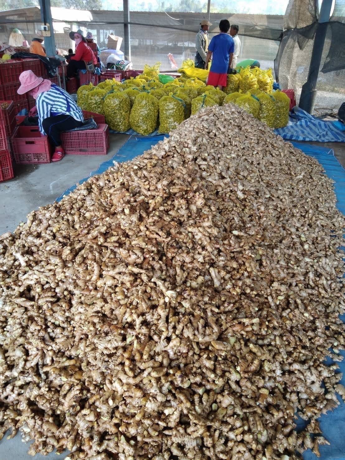 Thailand Fresh Ginger for export worldwide