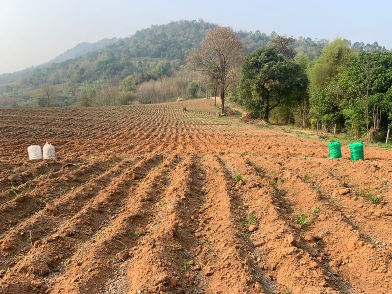 The evolution of ginger farming in Thailand - GINGER THAI
