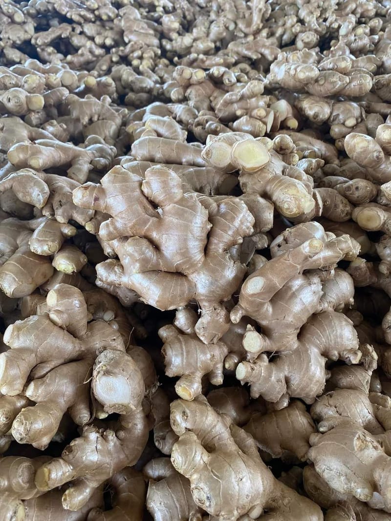 Fresh Ginger in Australian Industry - GINGER THAI