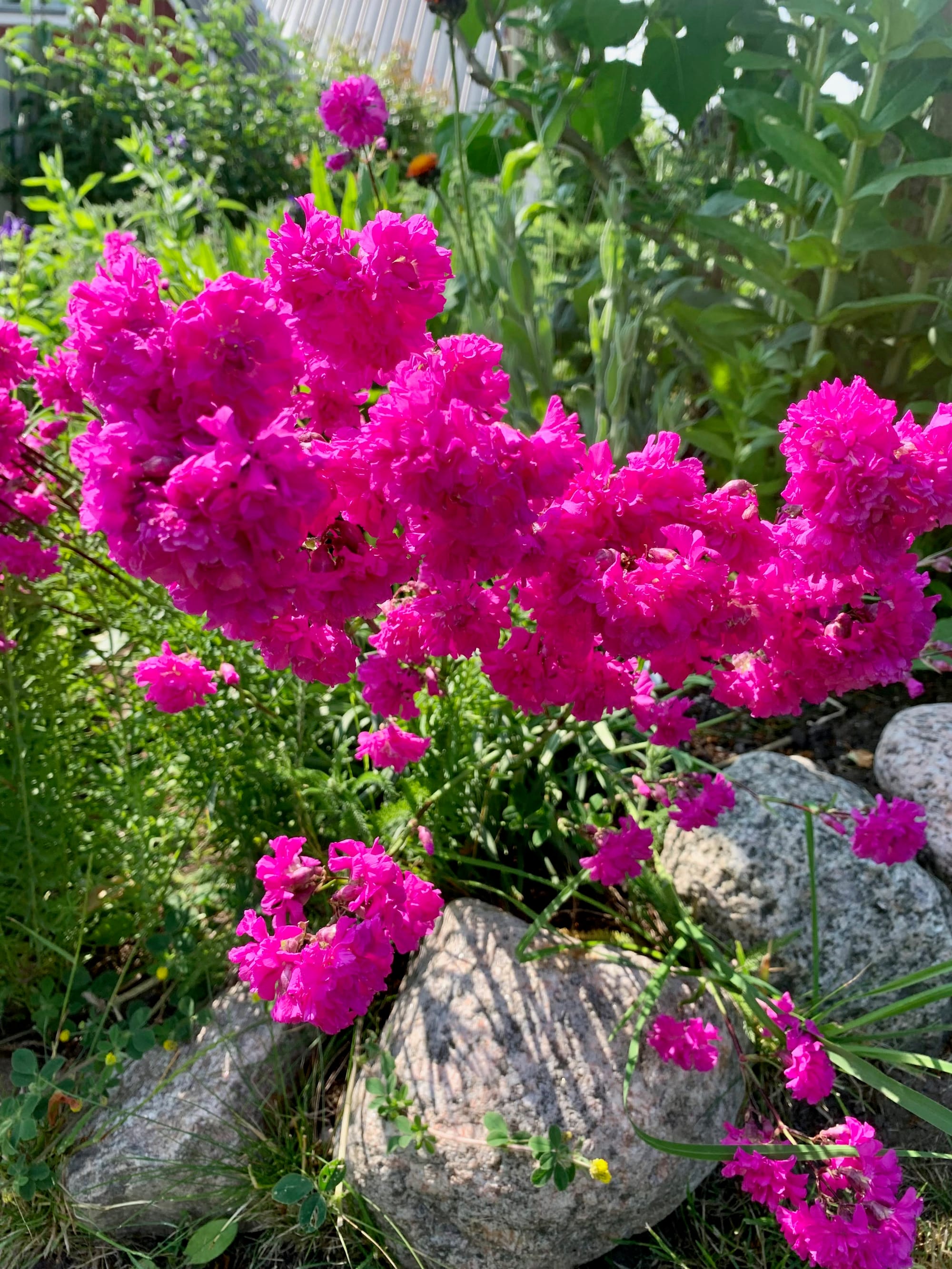 BLOMMOR BIN OCH FRÖN GALLERI - ...BLOMMOR BIN OCH FRÖN FÖR BÄTTRE GLANS ...