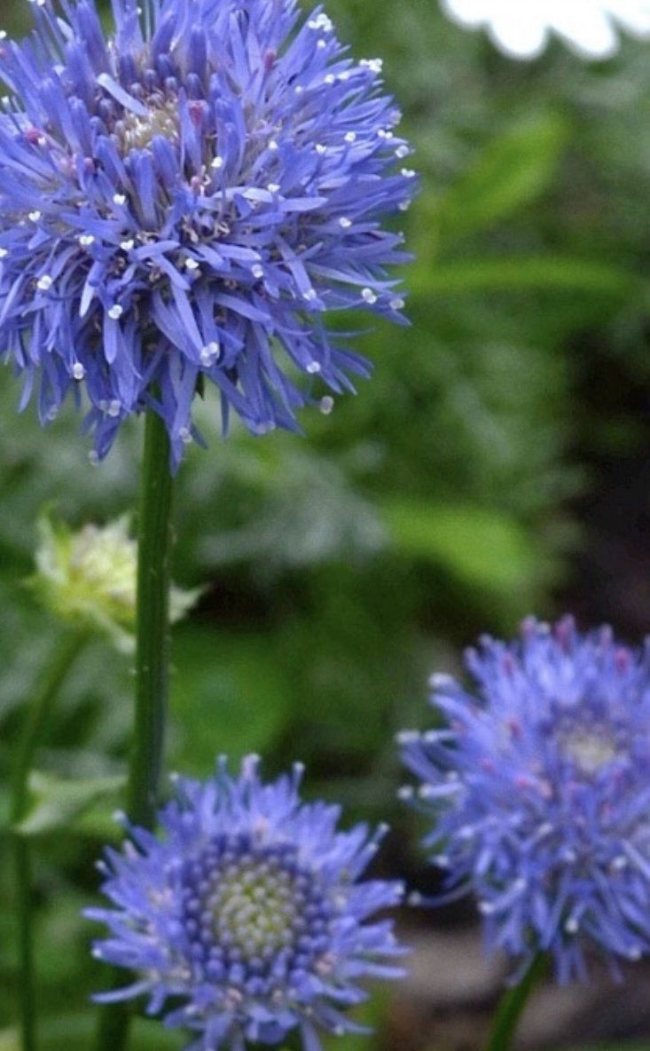 BLOMMOR BIN OCH FRÖN GALLERI - ...BLOMMOR BIN OCH FRÖN FÖR BÄTTRE GLANS ...