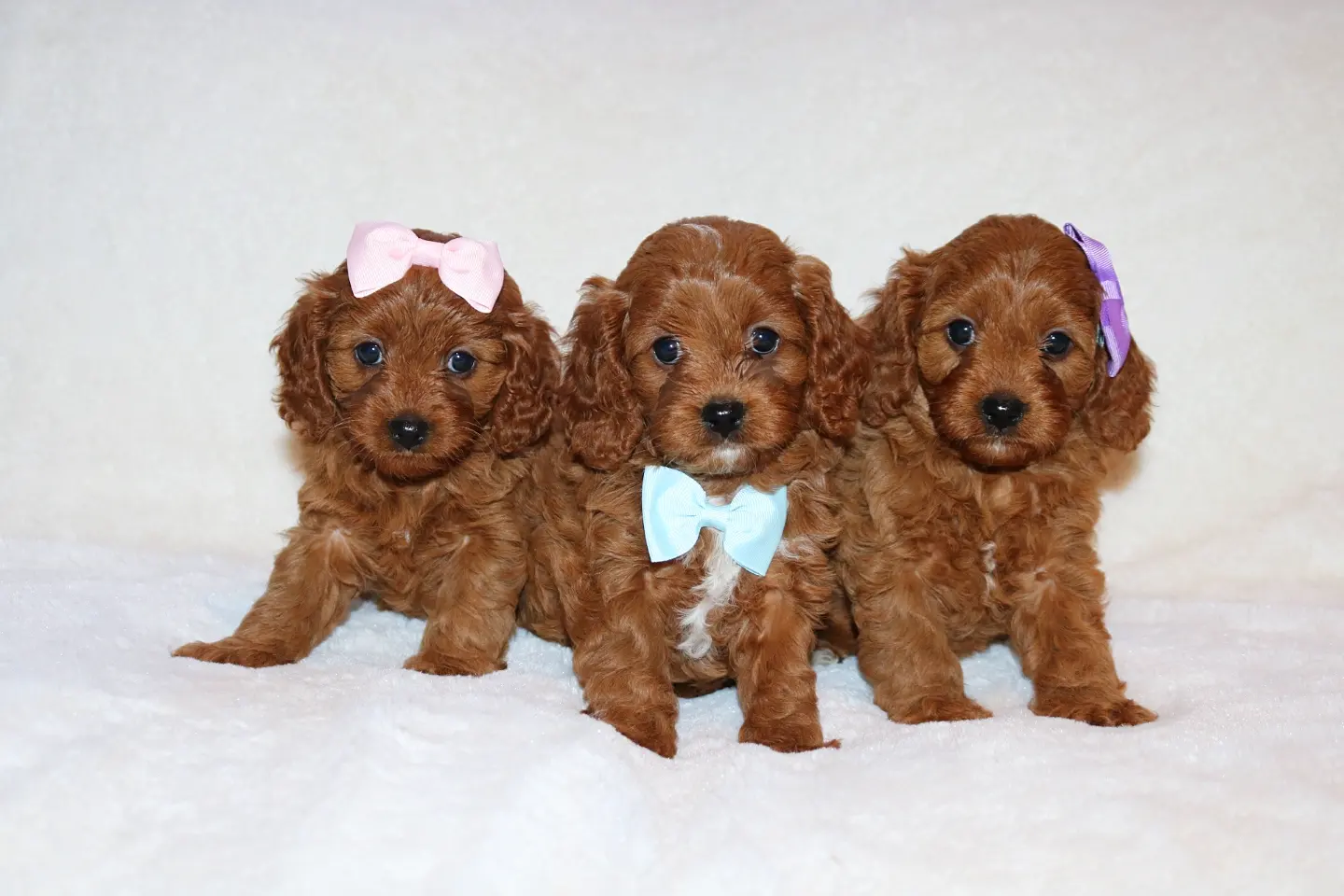 Island Paradise Cavapoos