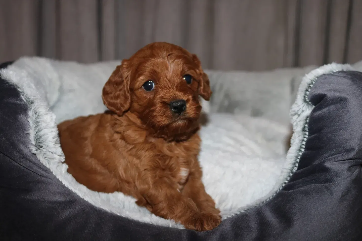 Island Paradise Cavapoos