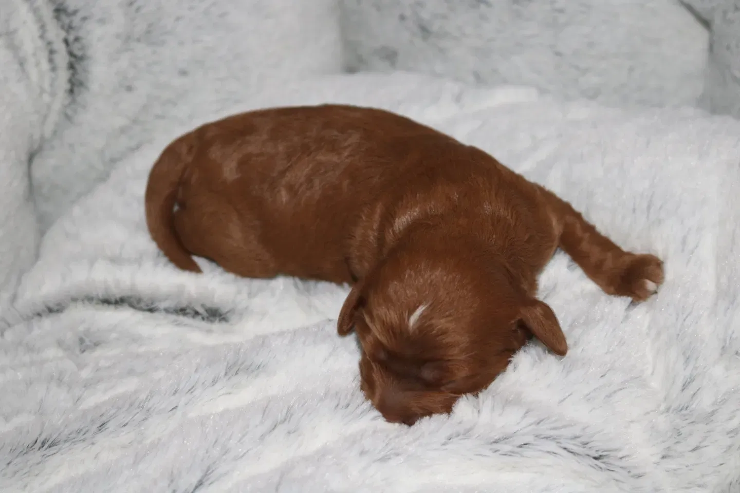 Island Paradise Cavapoos