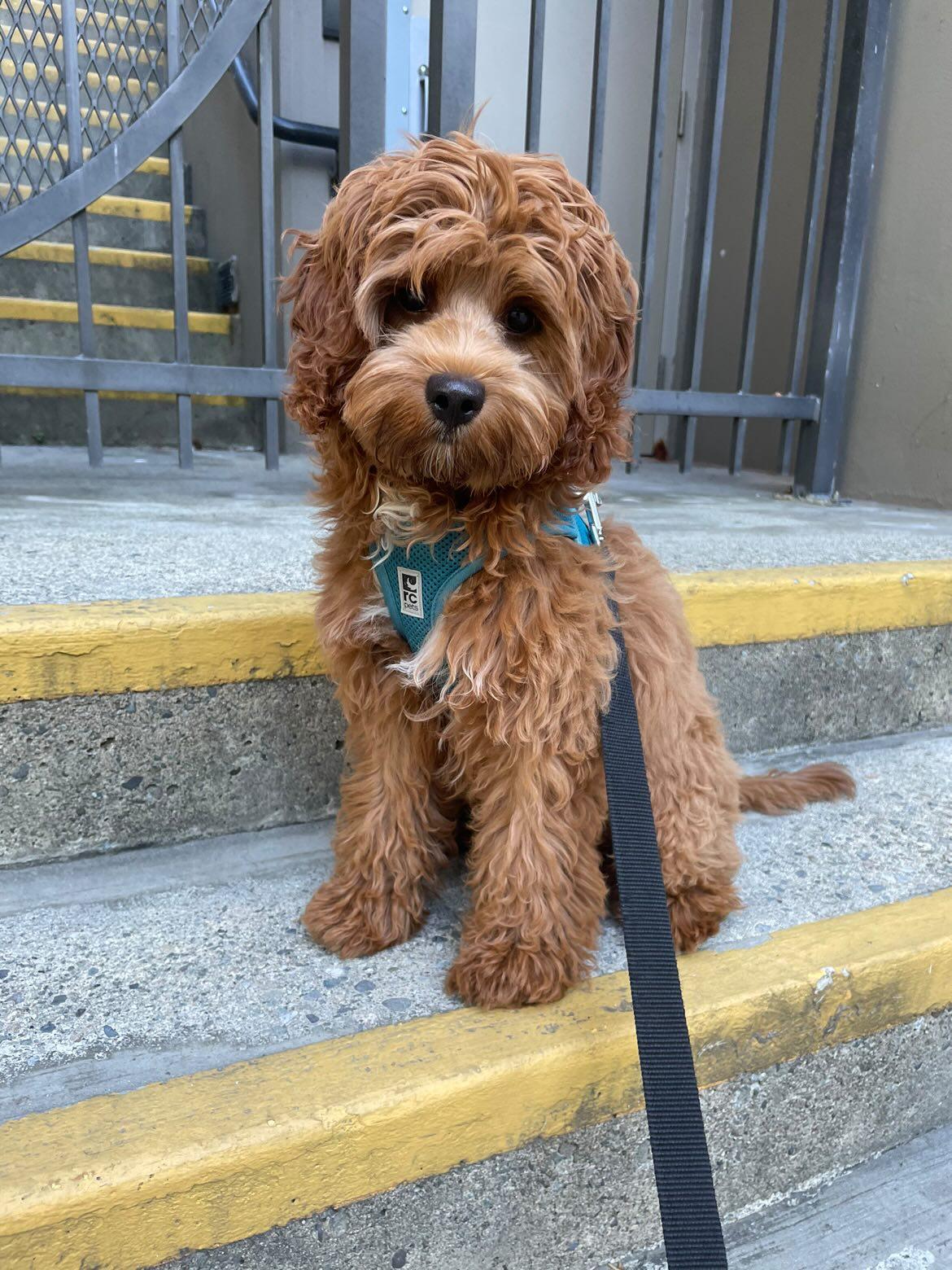 Past puppies - Island Paradise Cavapoos