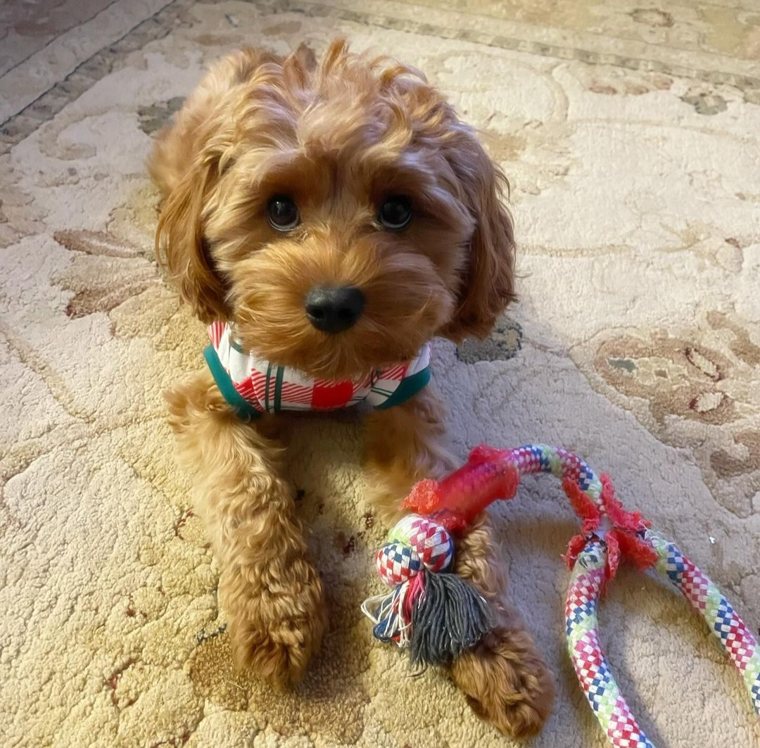 Island Paradise Cavapoos