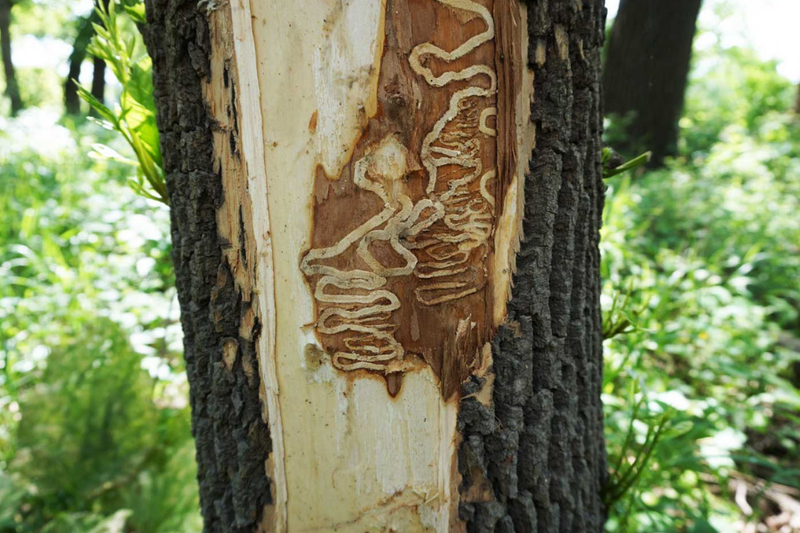 Emerald Ash Borer Control - yourtreedoc.com