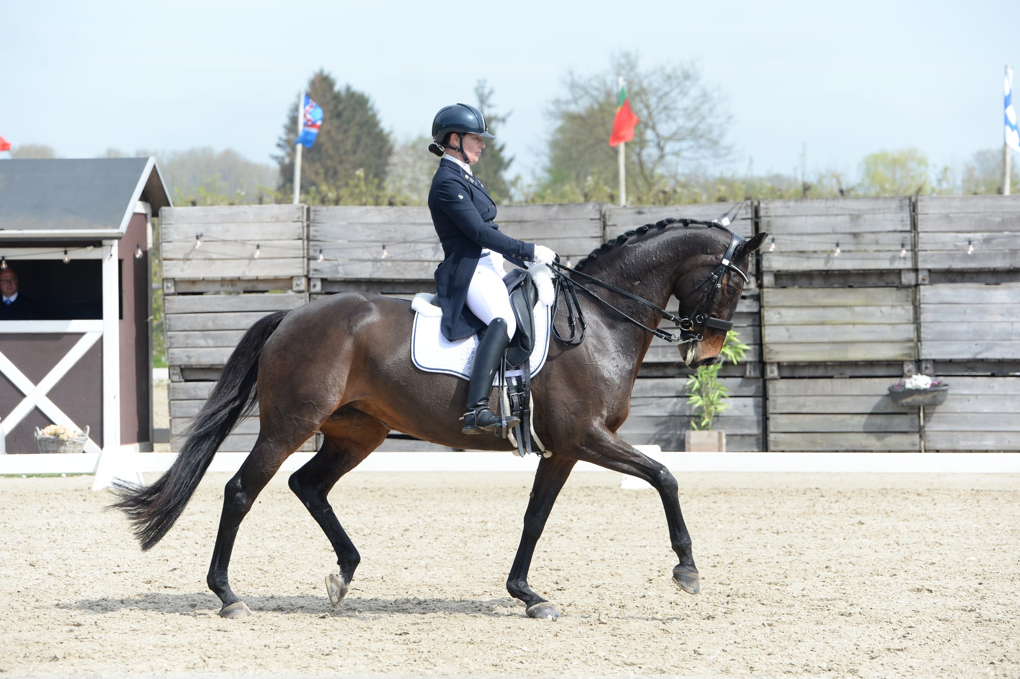 Victoria Wall & Elite Dressage Horses