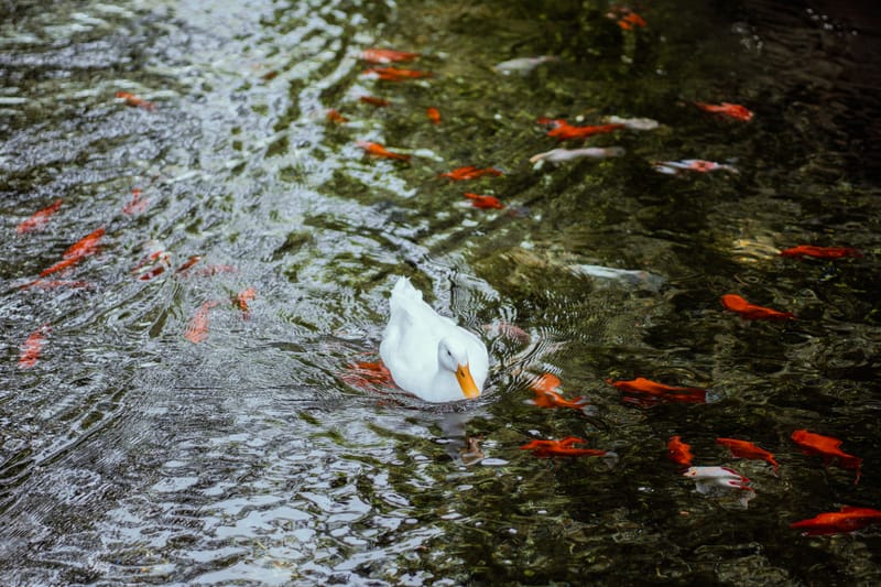 Borman Duma Zitha Attorneys