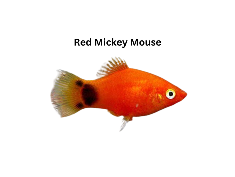 Mickey Mouse Platy - Fanie's Fishroom