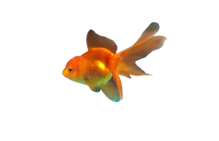 Orange fantail - Fanie's Fishroom