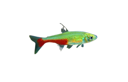 Tetra Fish - Fanie's Fishroom