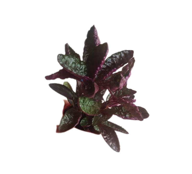 Hemigraphis colorata - exotica - Fanie's Fishroom